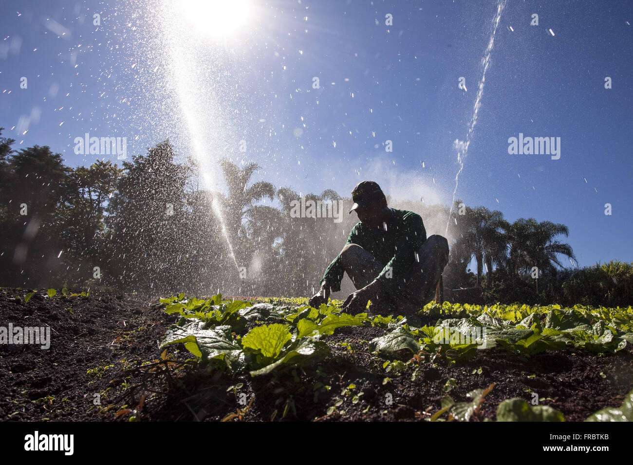 Sprinkler irrigation hi-res stock photography and images - Alamy