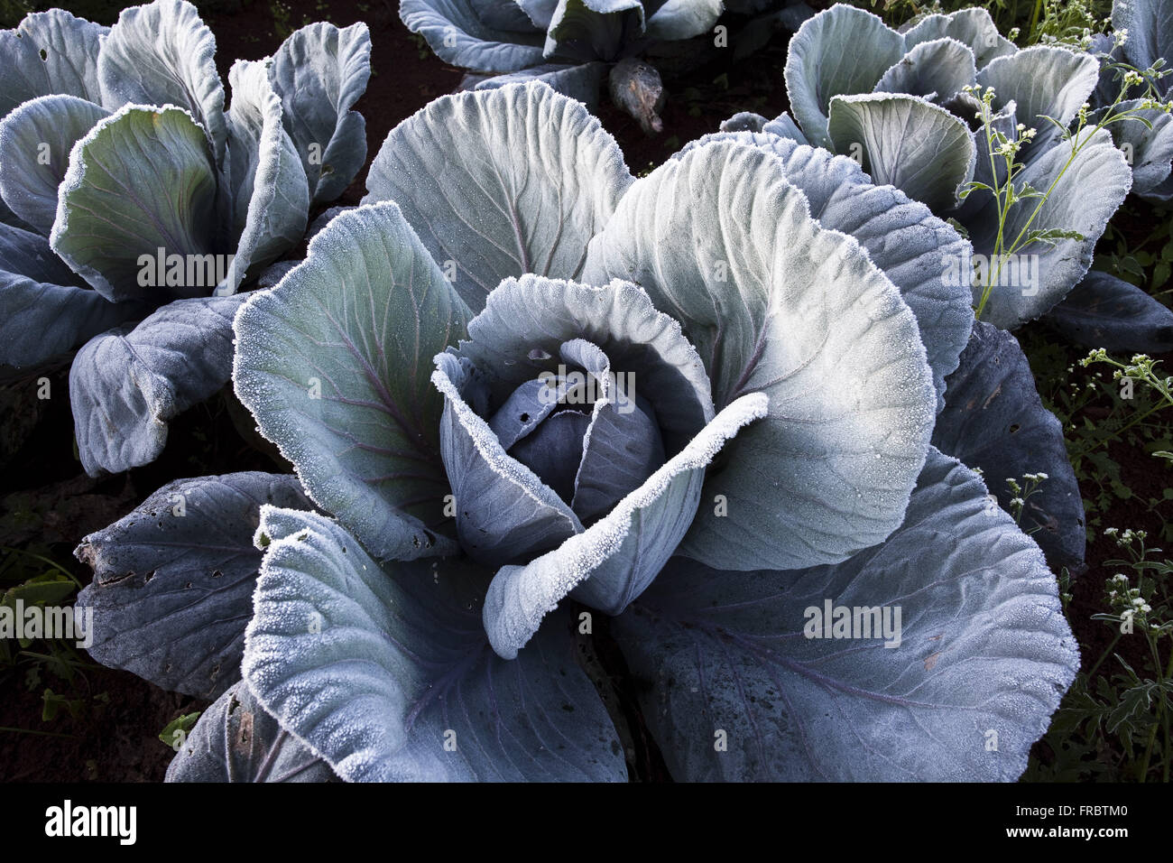 Frost on plantation of vegetables especially frozen cabbage Stock Photo ...