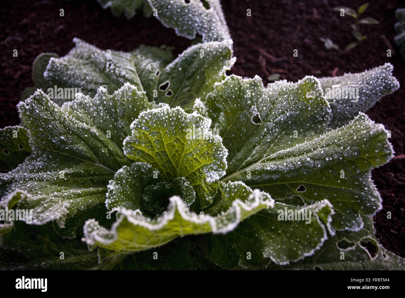 Frost on plantation of vegetables especially frozen cabbage Stock Photo ...