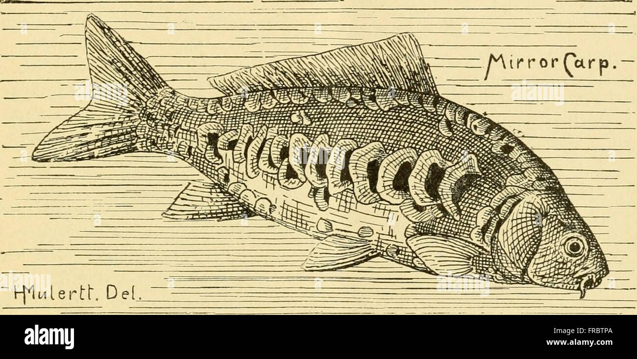 The aquarium (1893 Stock Photo - Alamy