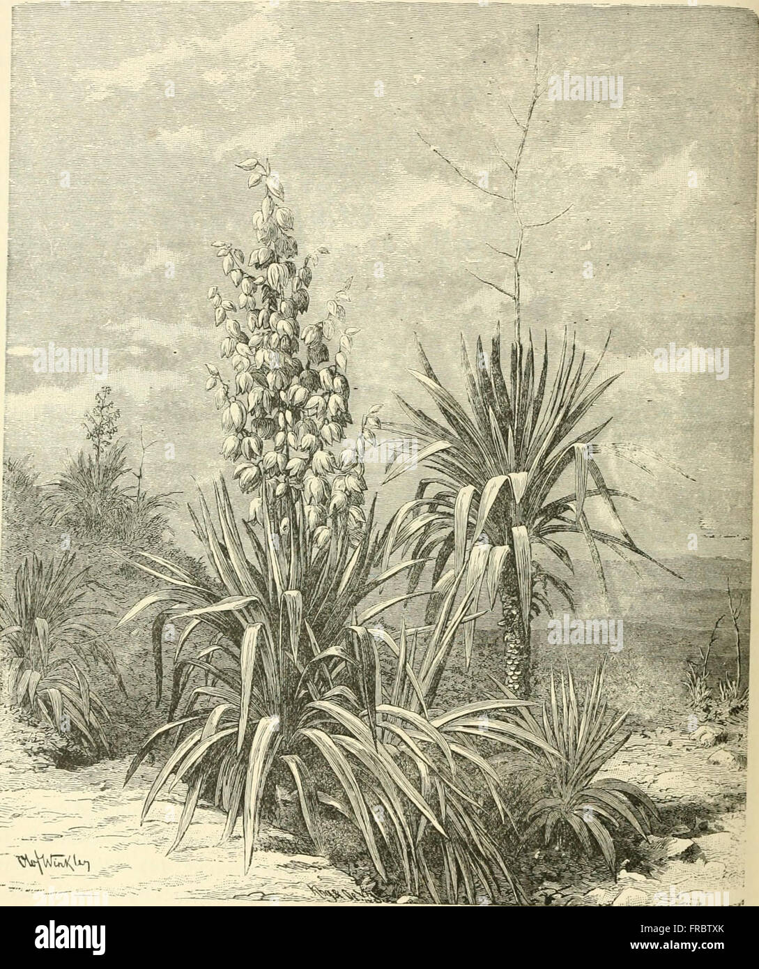 Published in 1902, this work provides an in-depth look at plant biology ...