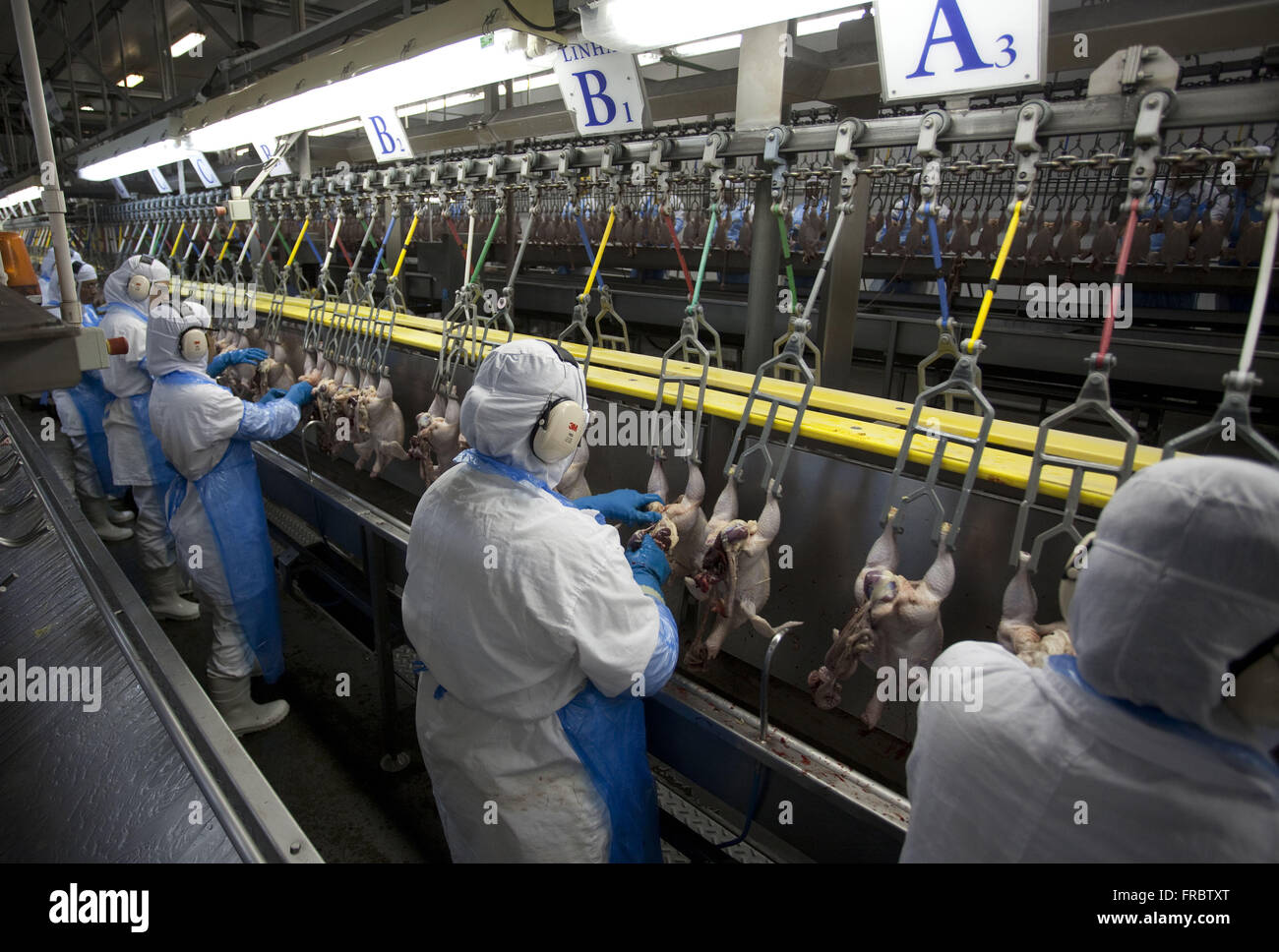 Workers in the evisceration stage of chicken - chicken slaughter ...