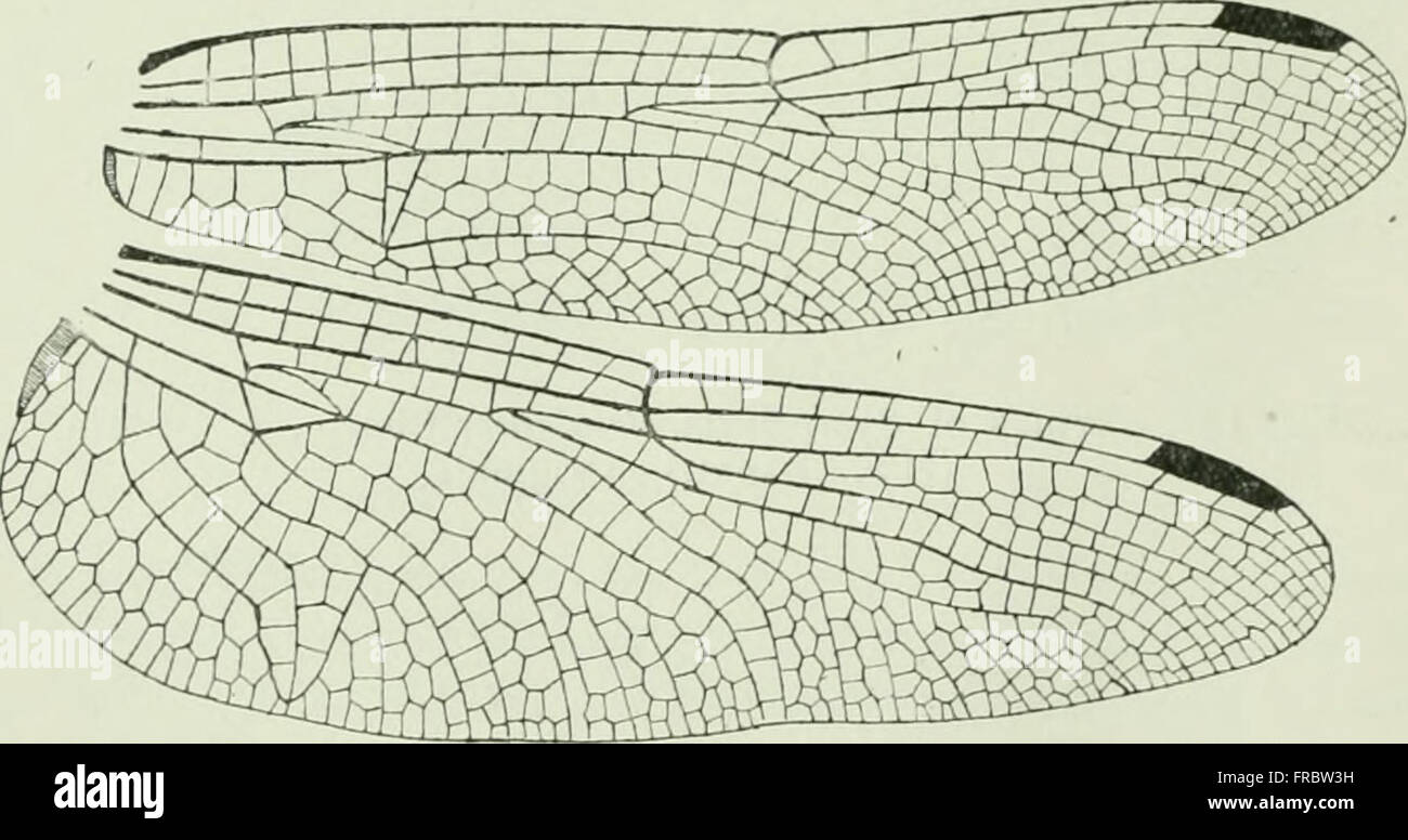A 1917 work focused on the biology of dragonflies, specifically the ...