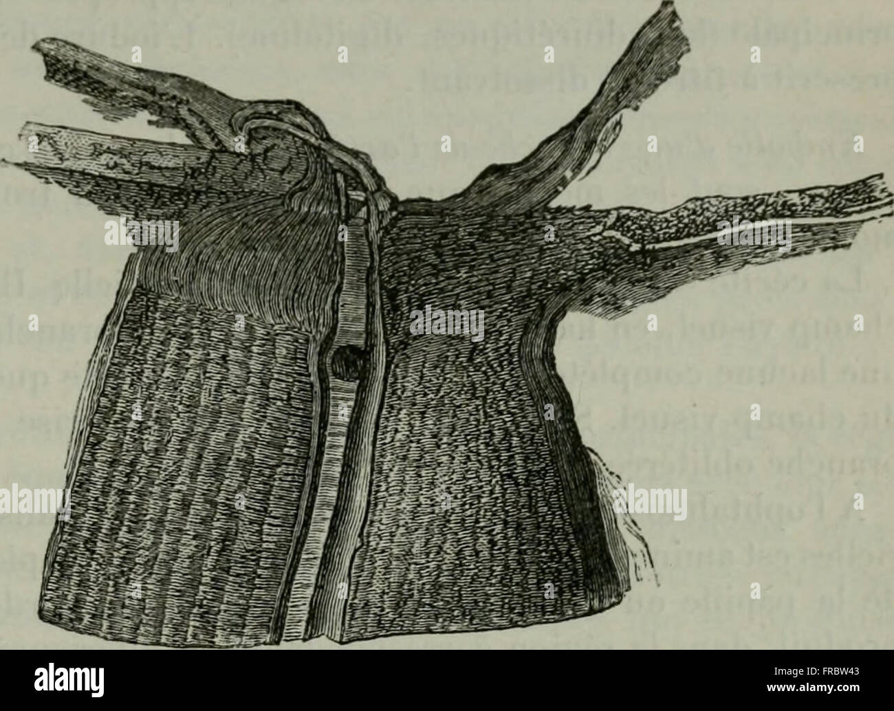 This 1897 work on surgery presents an in-depth look at surgical ...