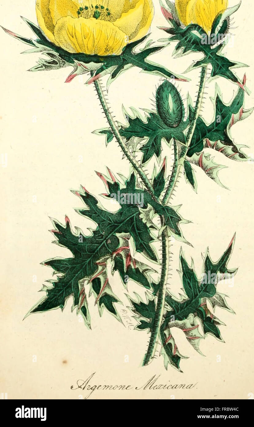 'The American Flora' provides an in-depth look at the plants and ...