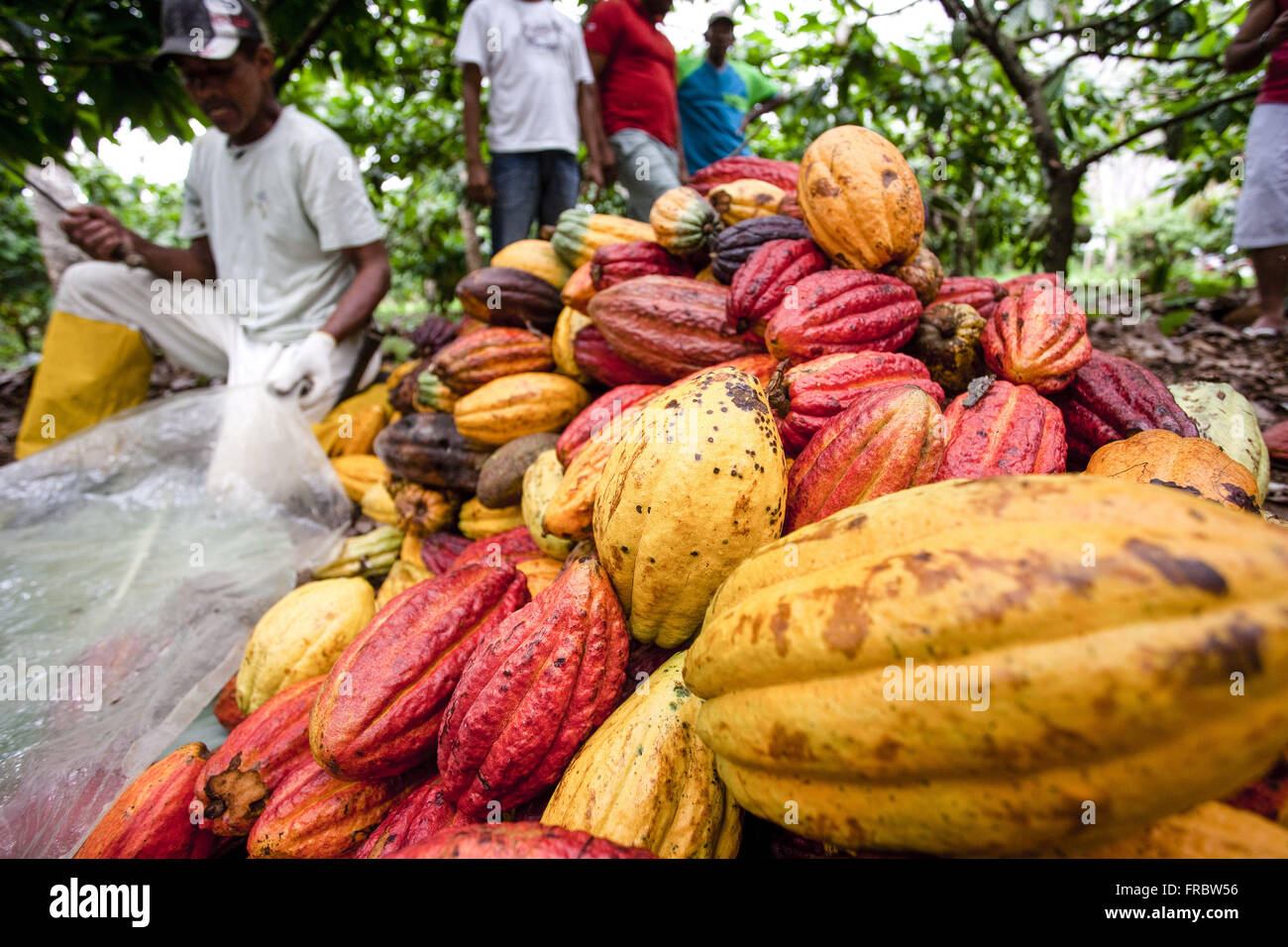 Cocoa pulp hi-res stock photography and images - Alamy