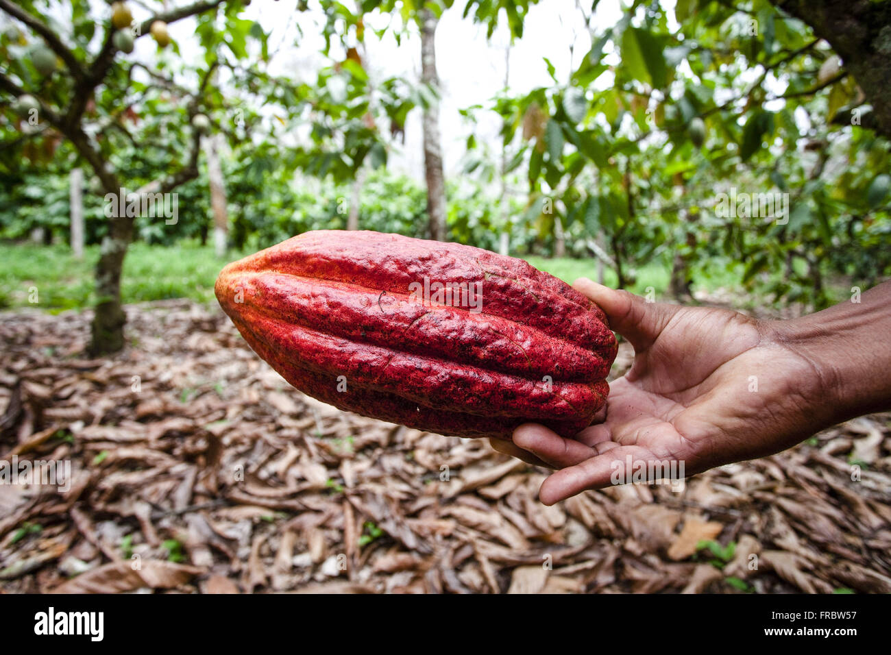 Cacao fruit hi-res stock photography and images - Alamy