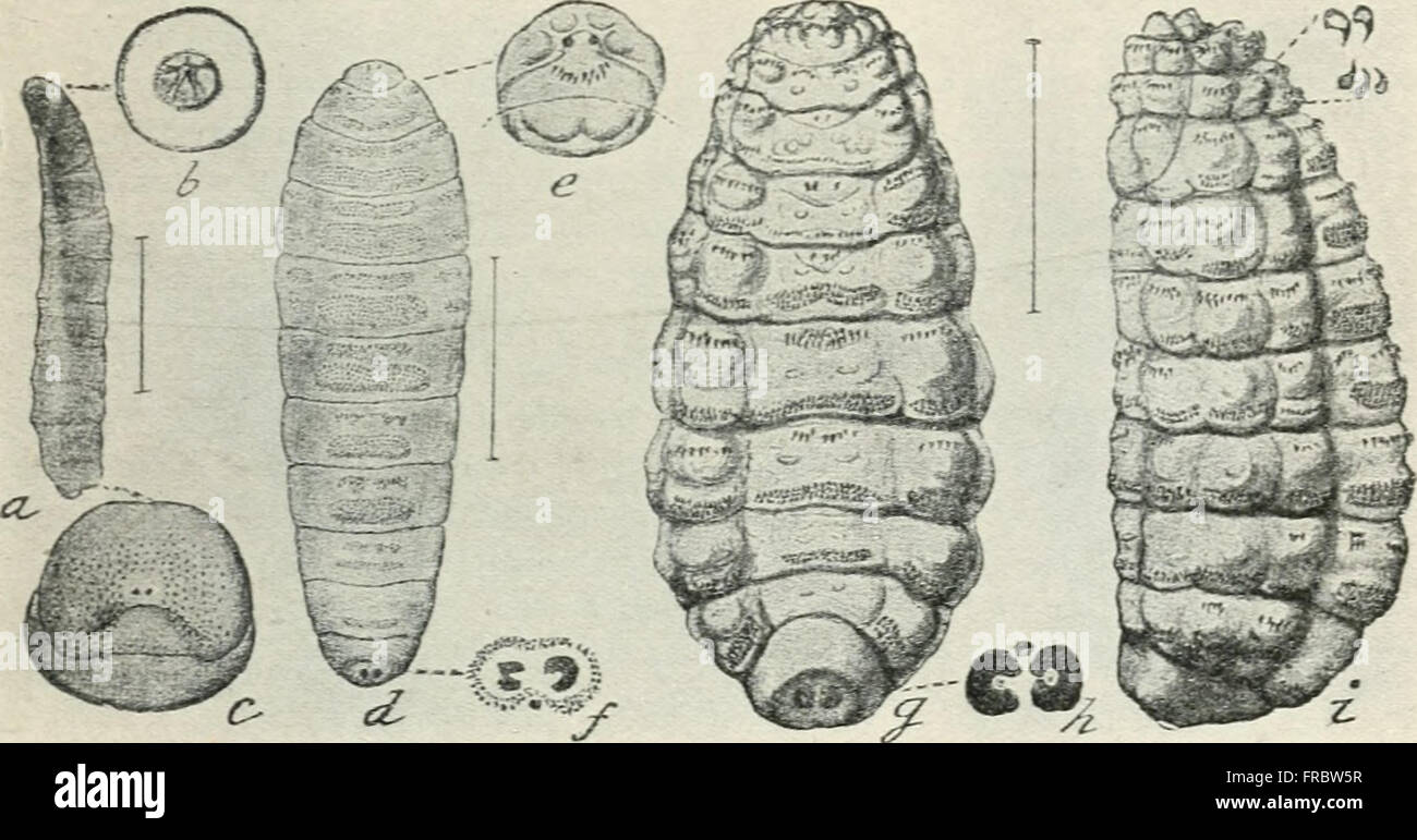 The 1888 edition of *The British Journal of Dermatology* presents ...