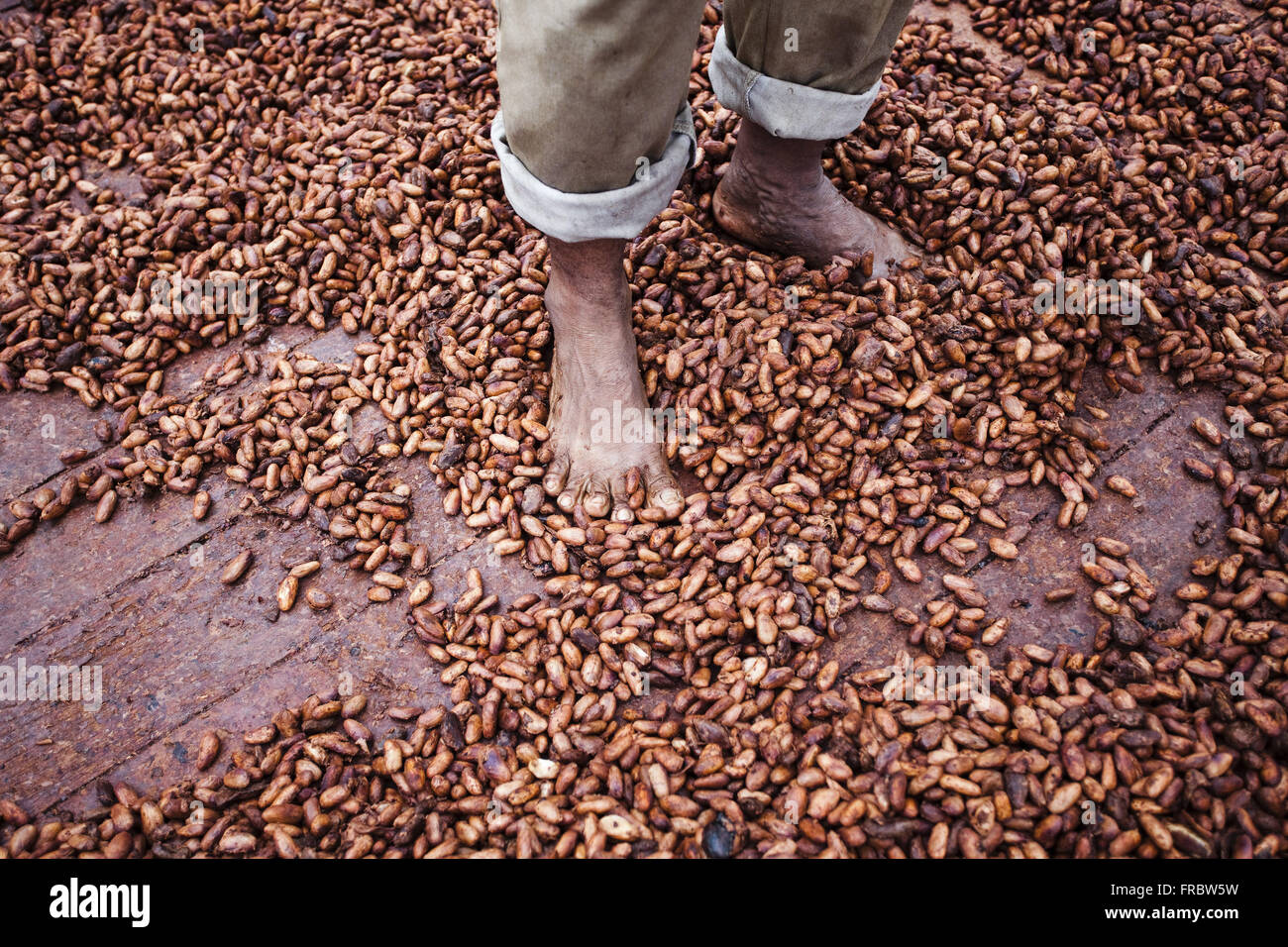 Cacao fermentation hi-res stock photography and images - Alamy