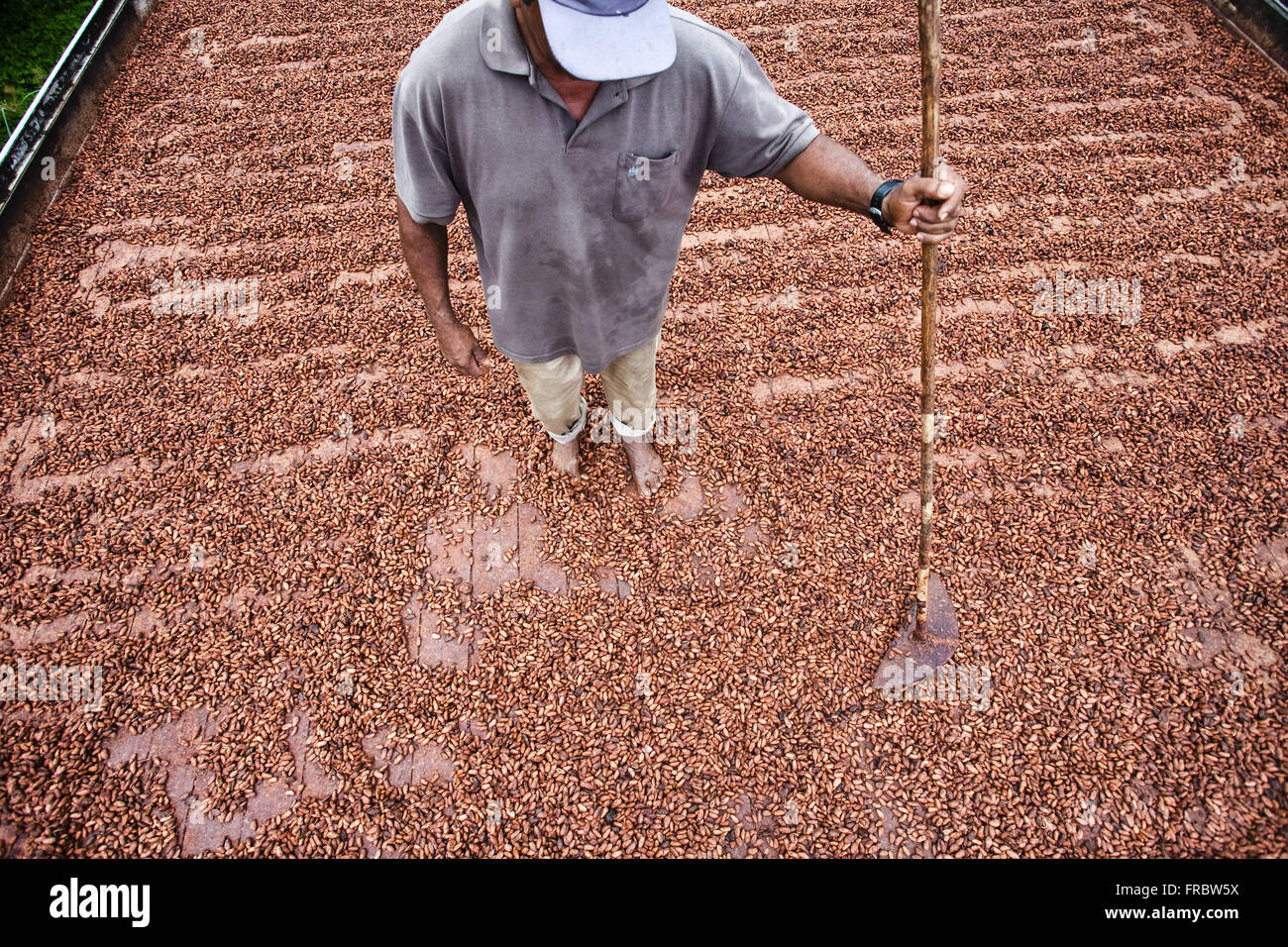 Treading cocoa pulp during the process of drying and fermentation ...