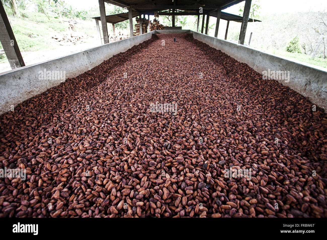Pulp Cocoa during the drying process Stock Photo - Alamy