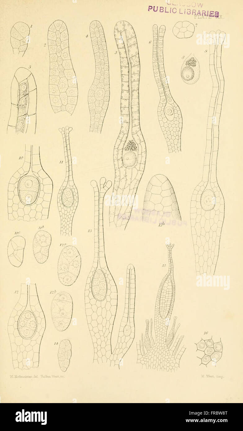 Illustrates stages plant growth reproduction hi-res stock photography ...