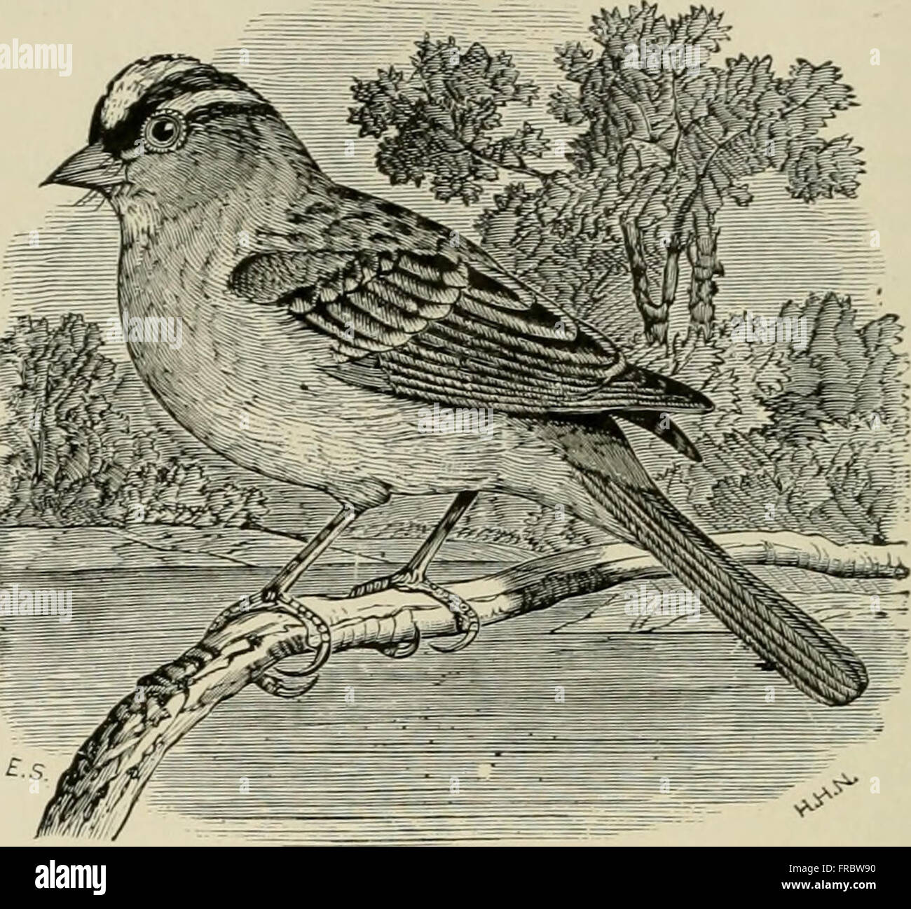 The American Museum Journal, published between 1900 and 1918, covers a ...