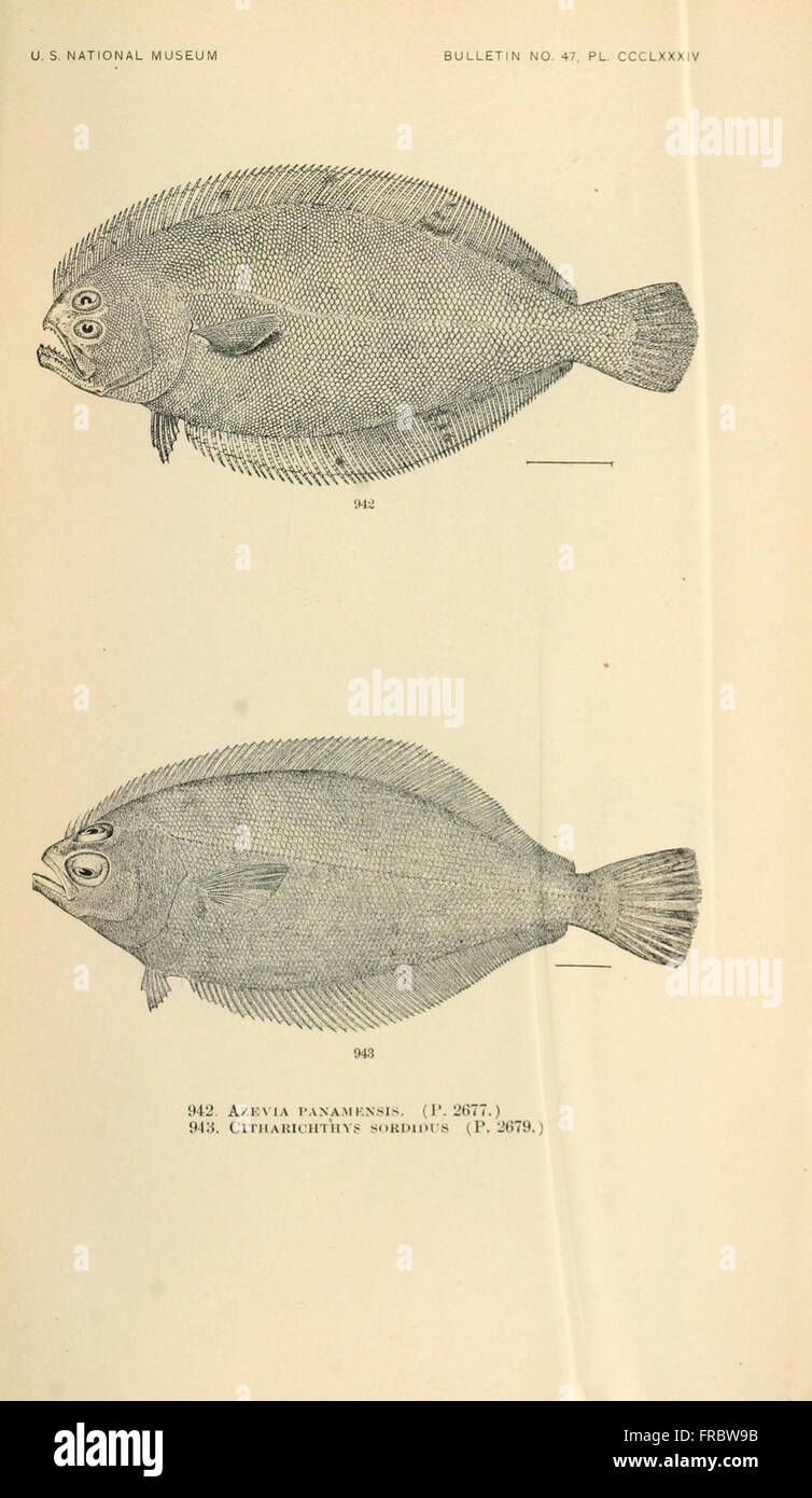'The Fishes of North and Middle America' (Pl. CCCLXXXIV) provides ...