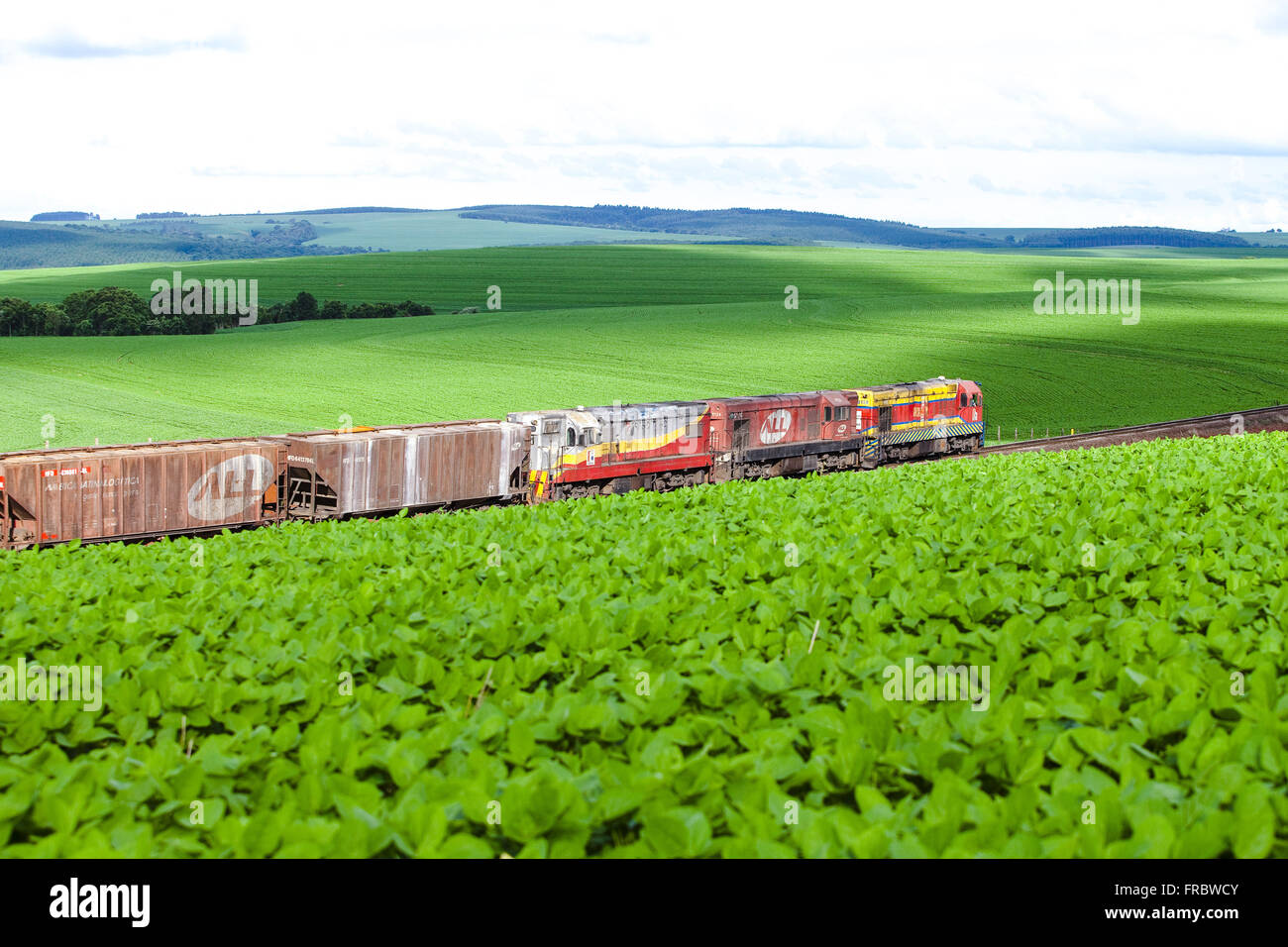 Freight train on railroad through the soybean plantation in the ...