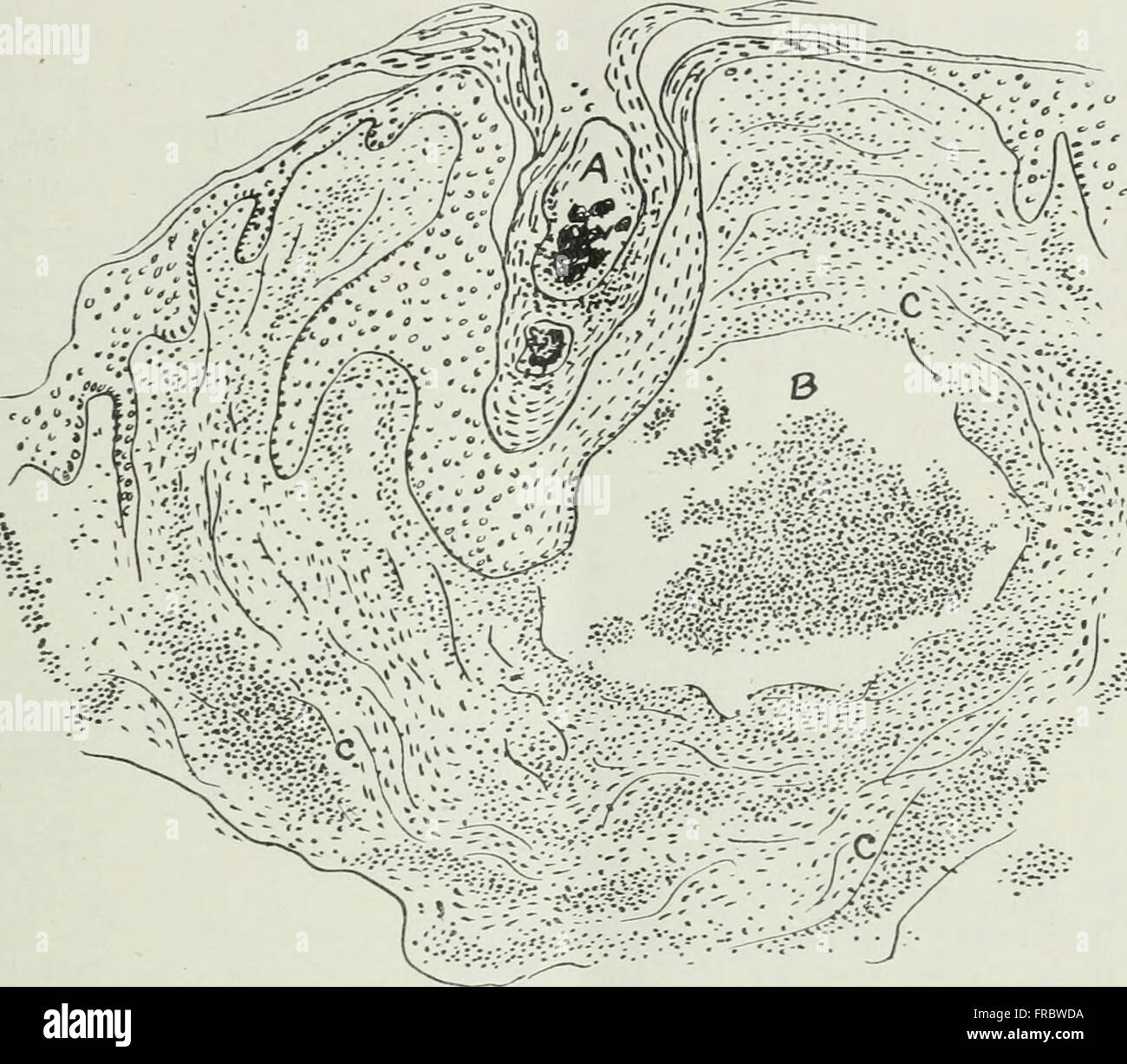 The 1888 British Journal of Dermatology includes studies, research, and ...
