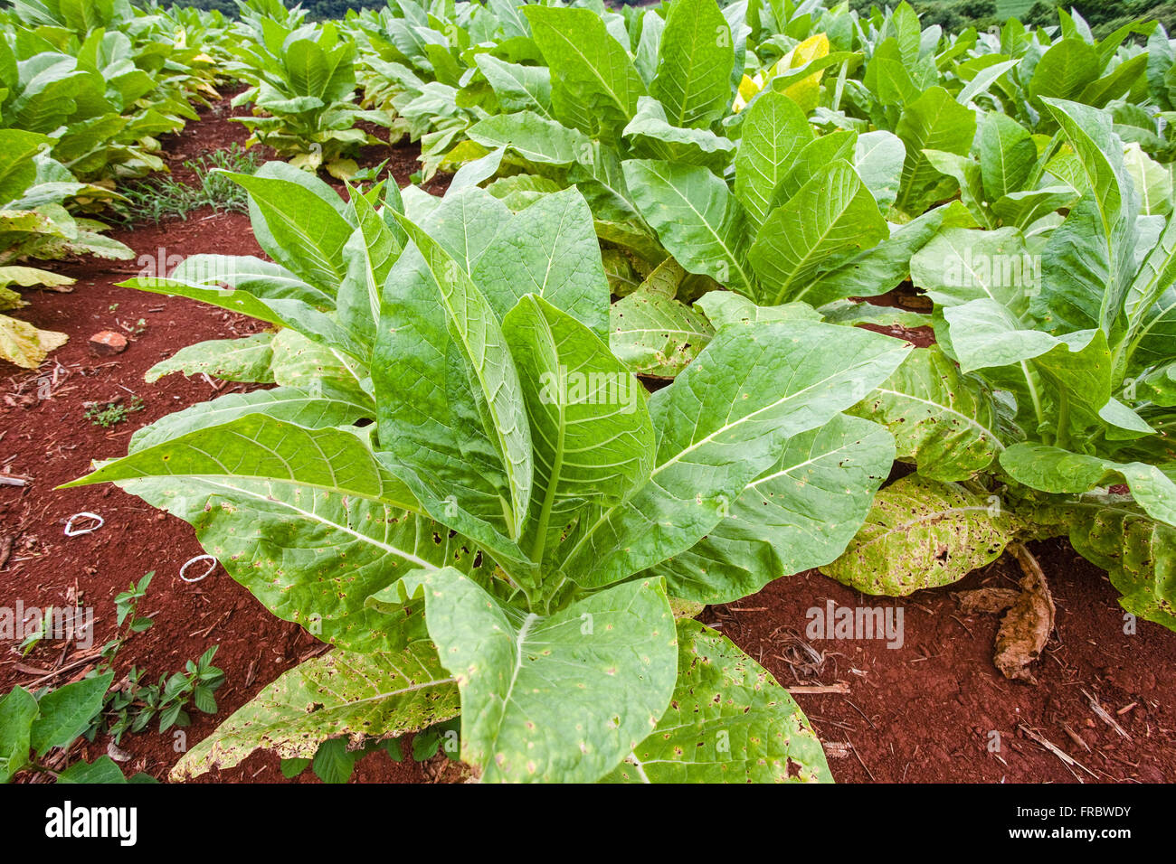 Tobacco plantation hi-res stock photography and images - Alamy