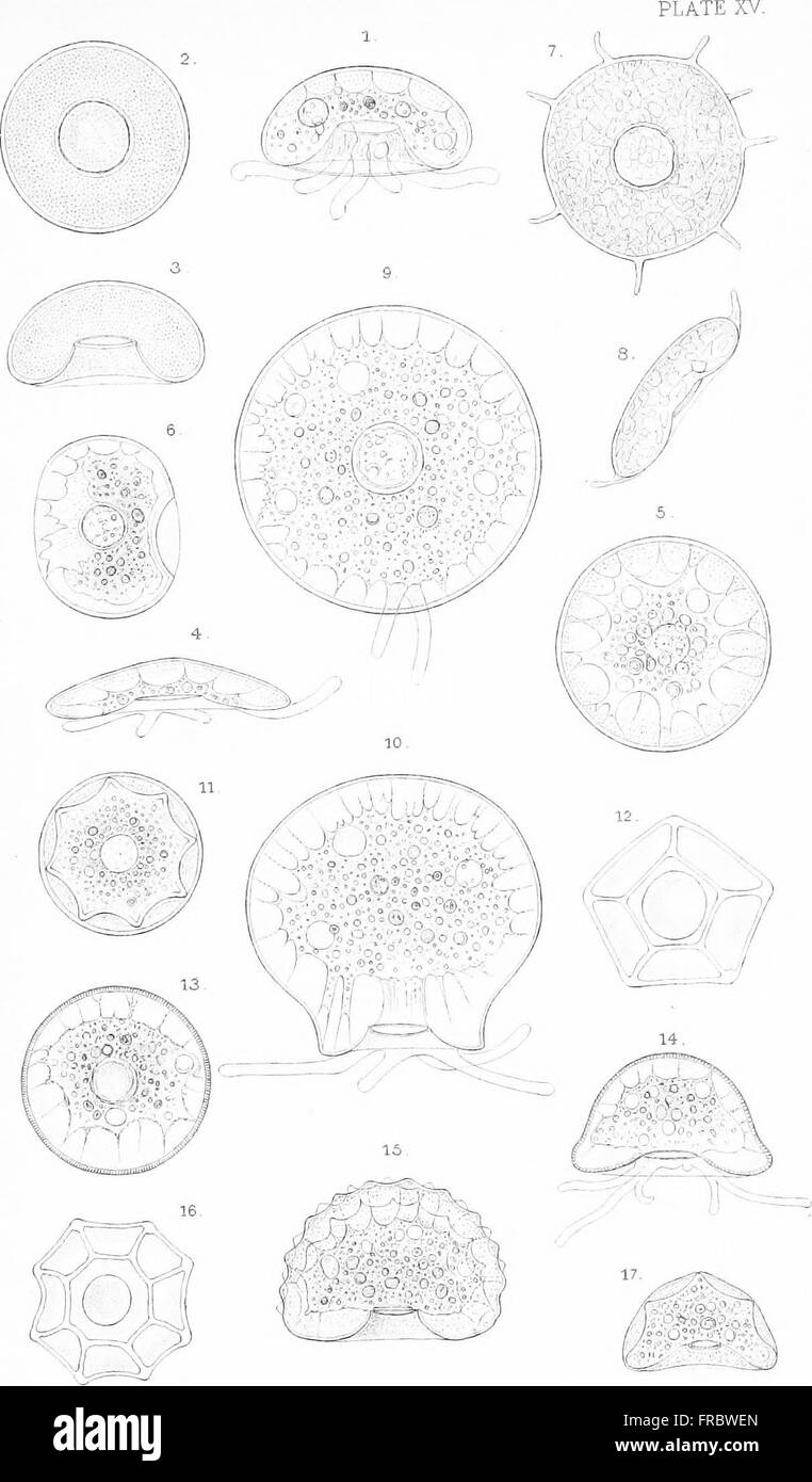 Heliozoa Cut Out Stock Images & Pictures - Alamy
