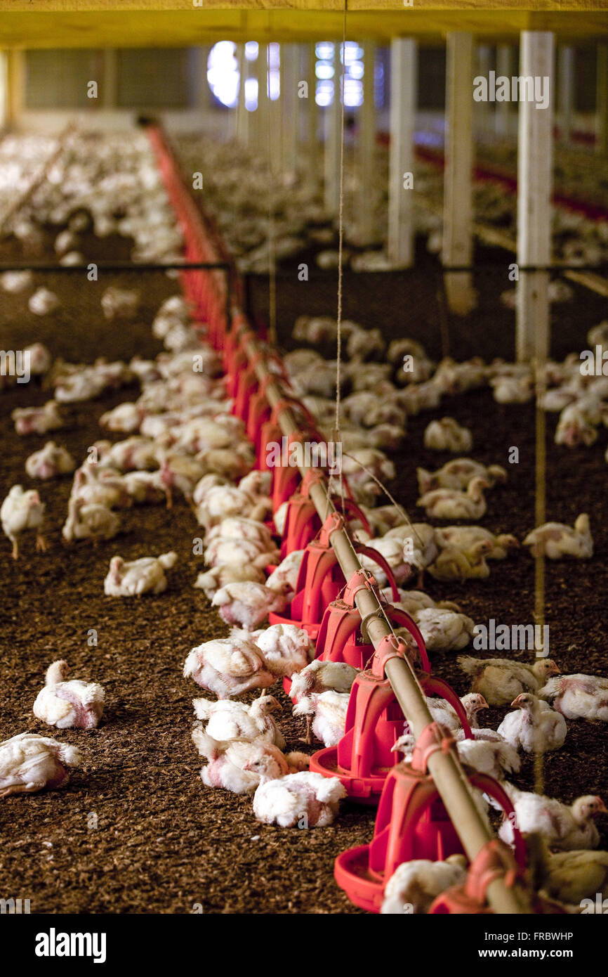 Creation of chicken for slaughter Stock Photo - Alamy