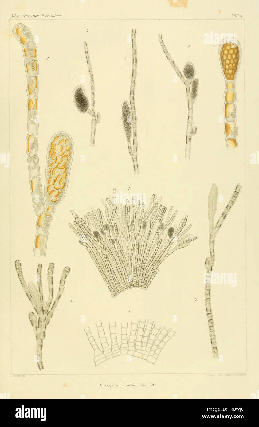 Atlas deutscher meeresalgen hi-res stock photography and images - Alamy
