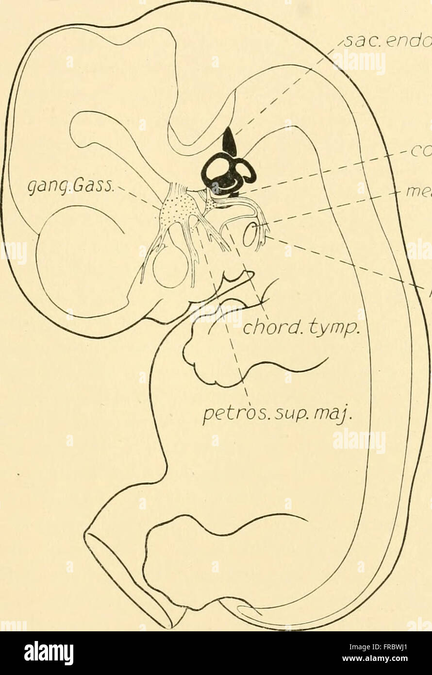 The American journal of anatomy (1901 Stock Photo - Alamy