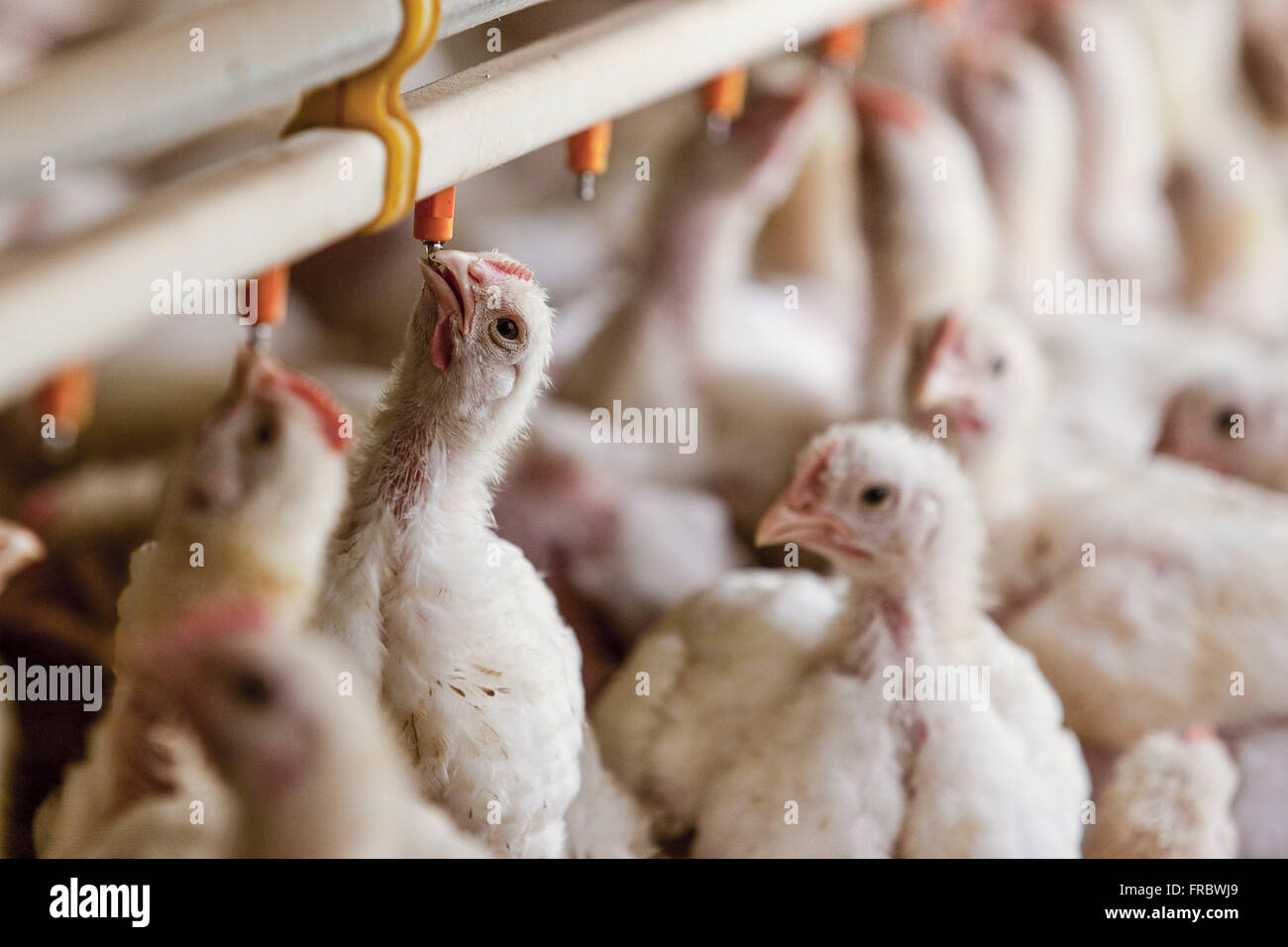 Creation of chicken for slaughter Stock Photo - Alamy