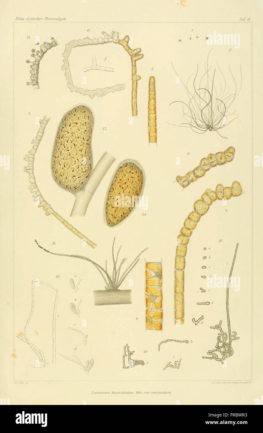 Atlas deutscher meeresalgen hi-res stock photography and images - Alamy