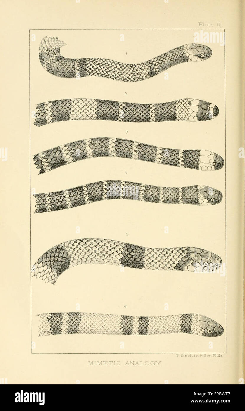 An illustration from 'The Origin of the Fittest', depicting the concept ...