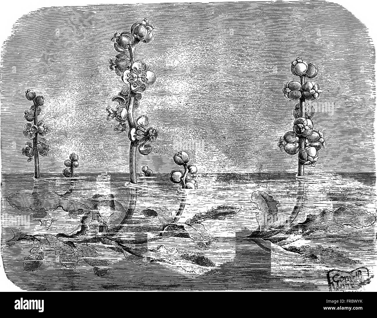 A detailed study from 1895 on plant biology, exploring the natural ...