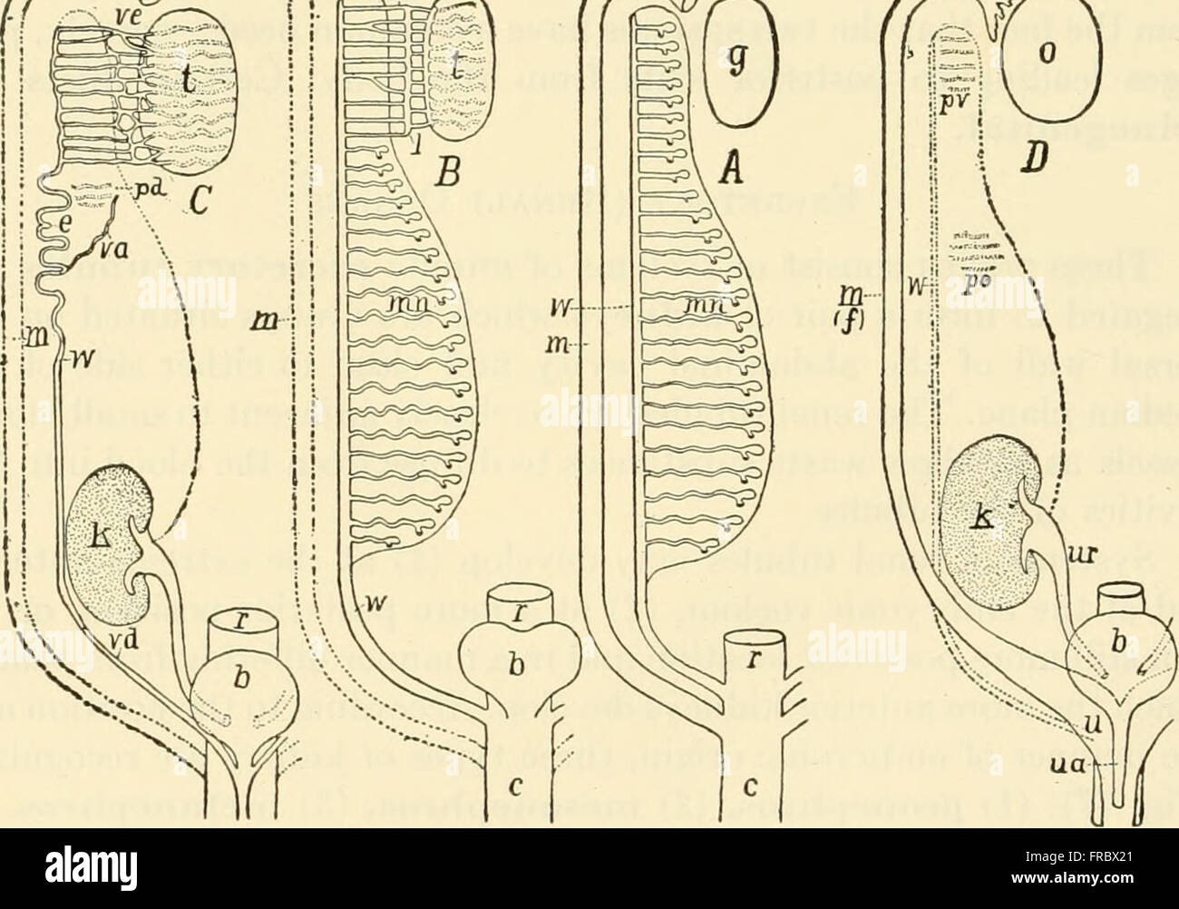 Published in 1950, this work focuses on the study of chordates, a group ...