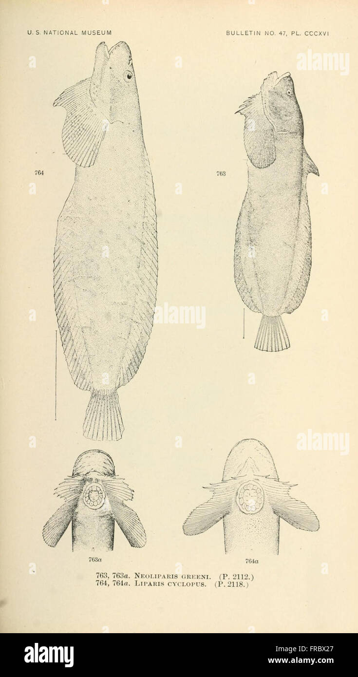 An illustration from a work on the fish species of North and Middle ...