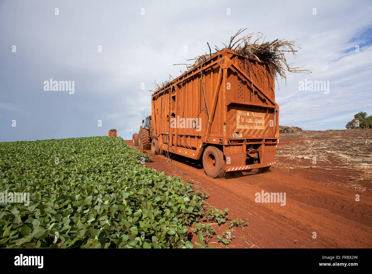 Sugar cane transport hi-res stock photography and images - Alamy