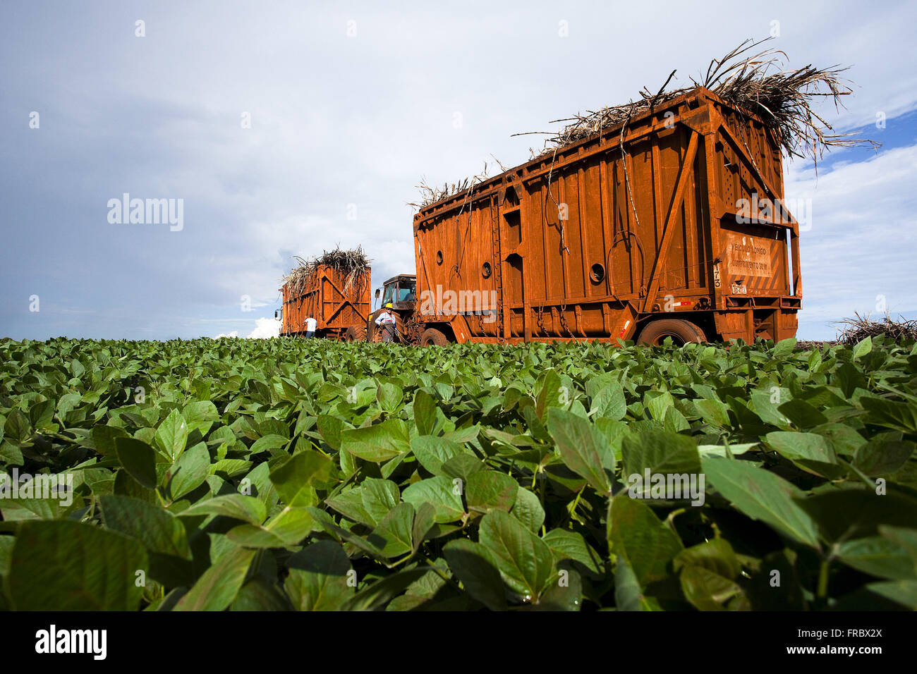 Sugar cane transport hi-res stock photography and images - Alamy