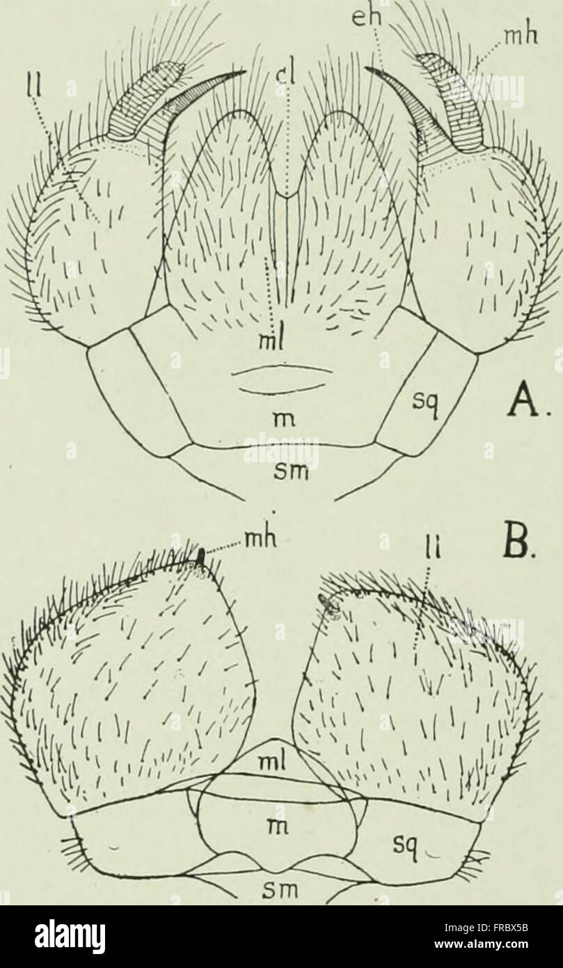 'The Biology of Dragonflies' (1917) is a detailed scientific study of ...