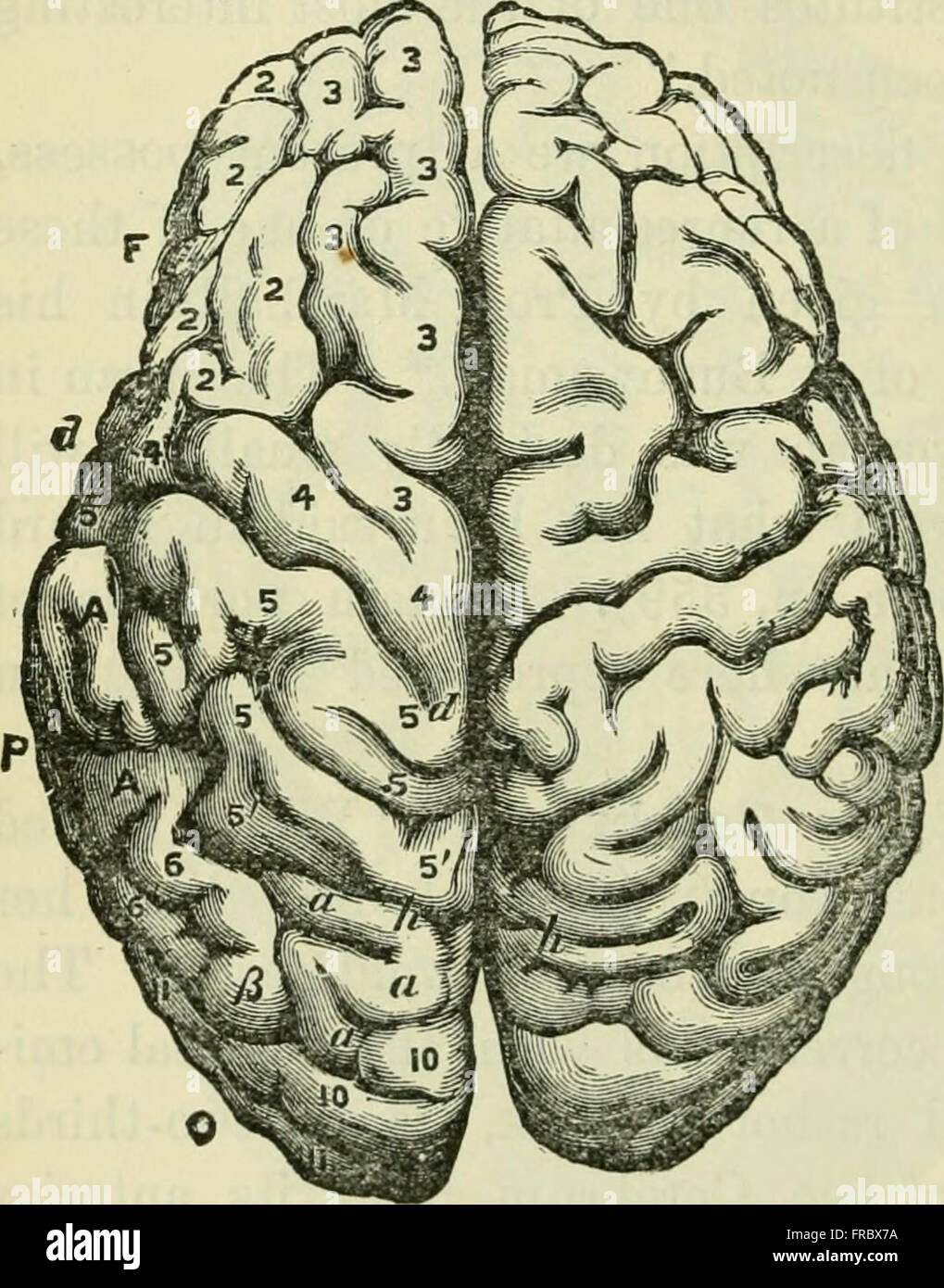 'The Brain as an Organ of Mind' (1896) examines the connection between ...