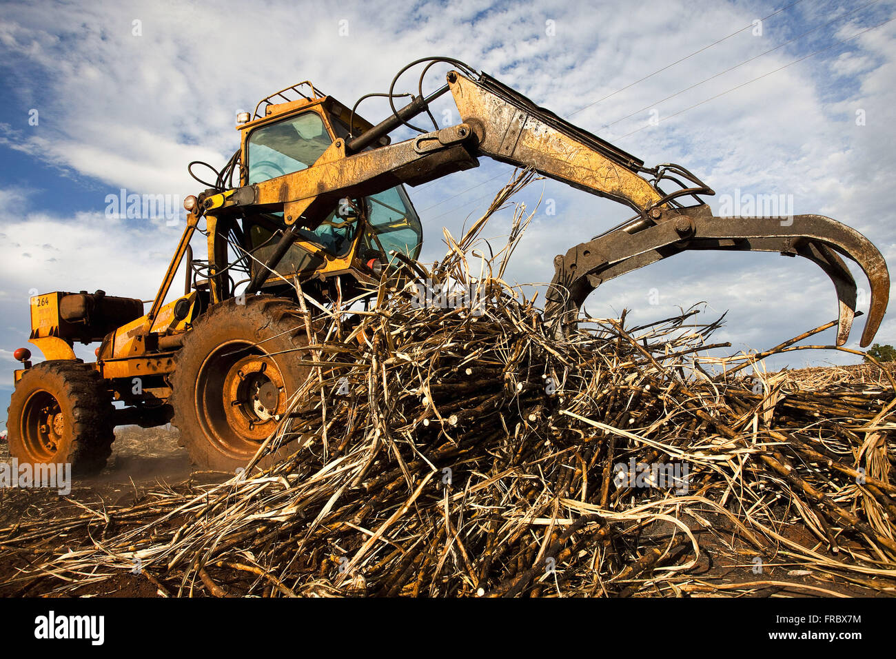 Sugar cane paddock hi-res stock photography and images - Alamy