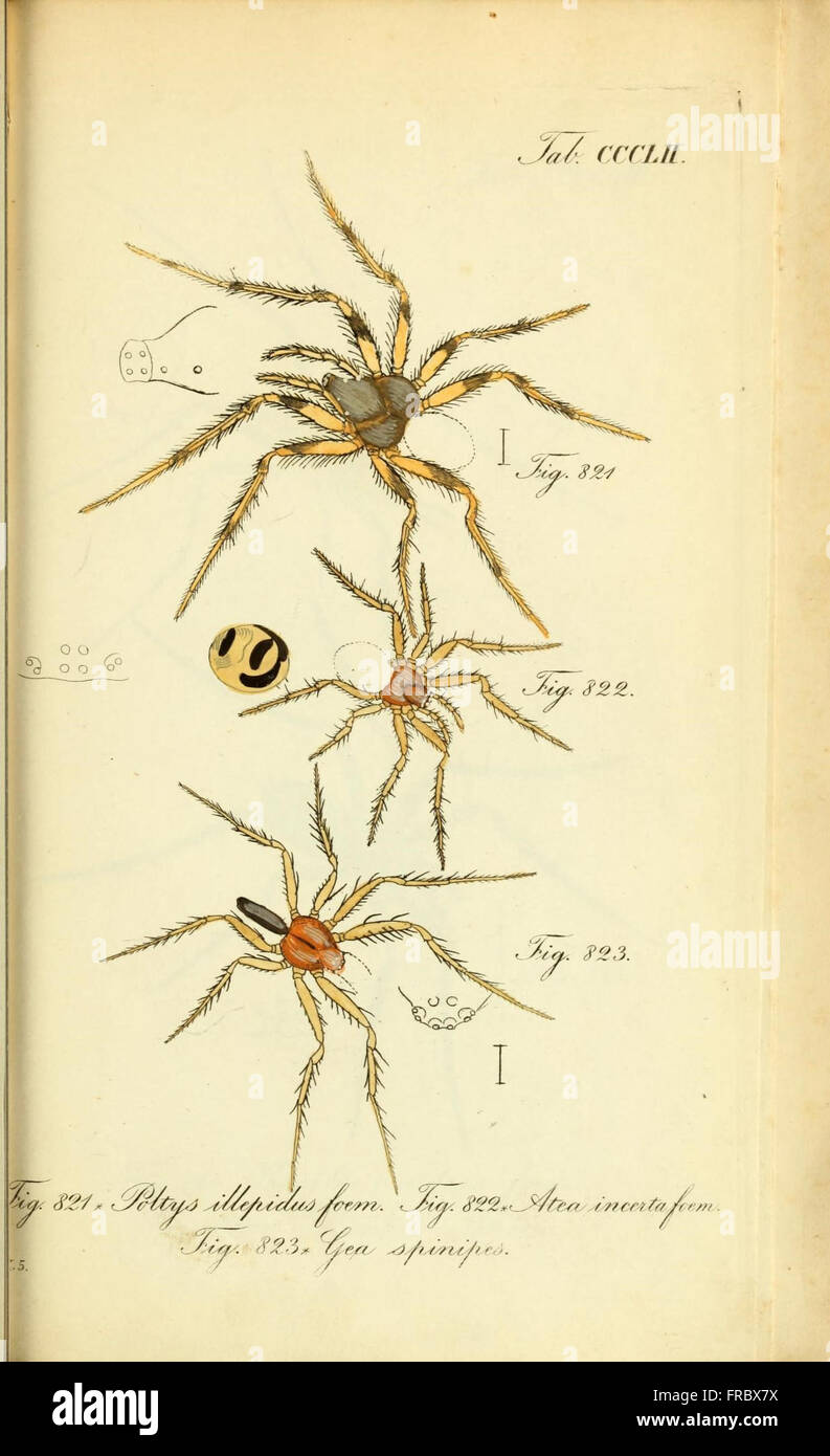 A detailed scientific illustration from Die Arachniden (Plate CCCLII ...