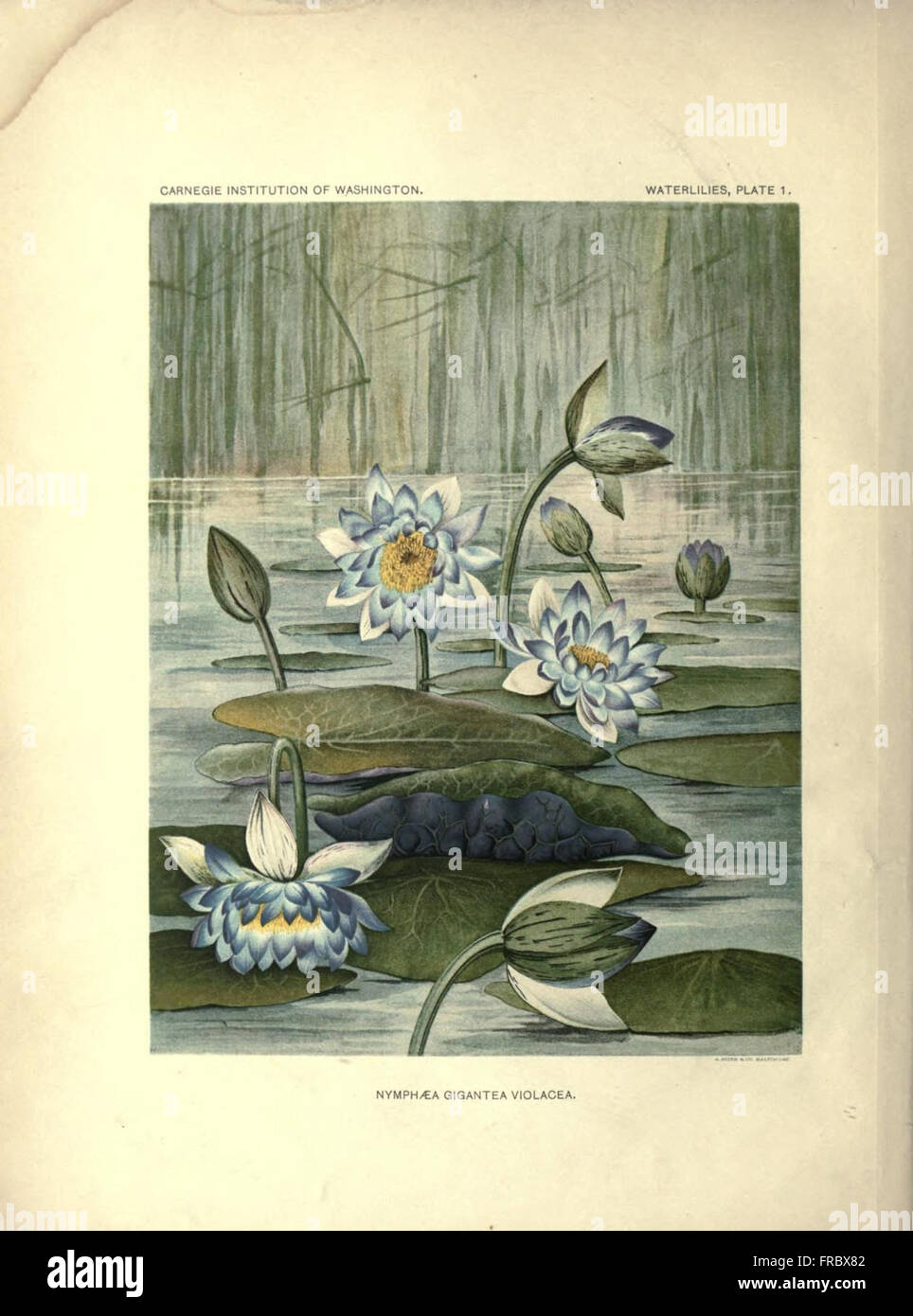 A detailed illustration of waterlilies, depicting their structure and ...