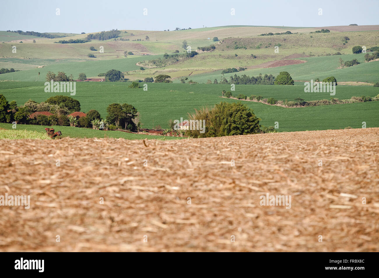 Cane field hi-res stock photography and images - Alamy