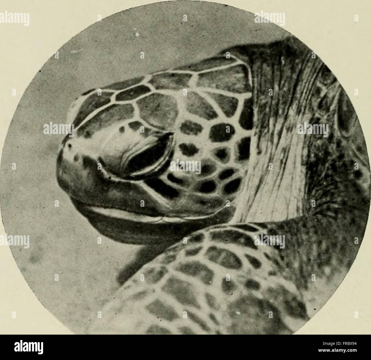 This journal from the American Museum (c. 1900-1918) covers various ...