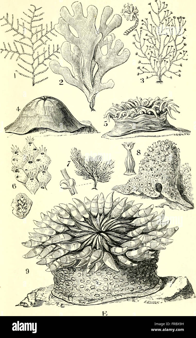 The common objects of the sea shore - including hints for an aquarium ...