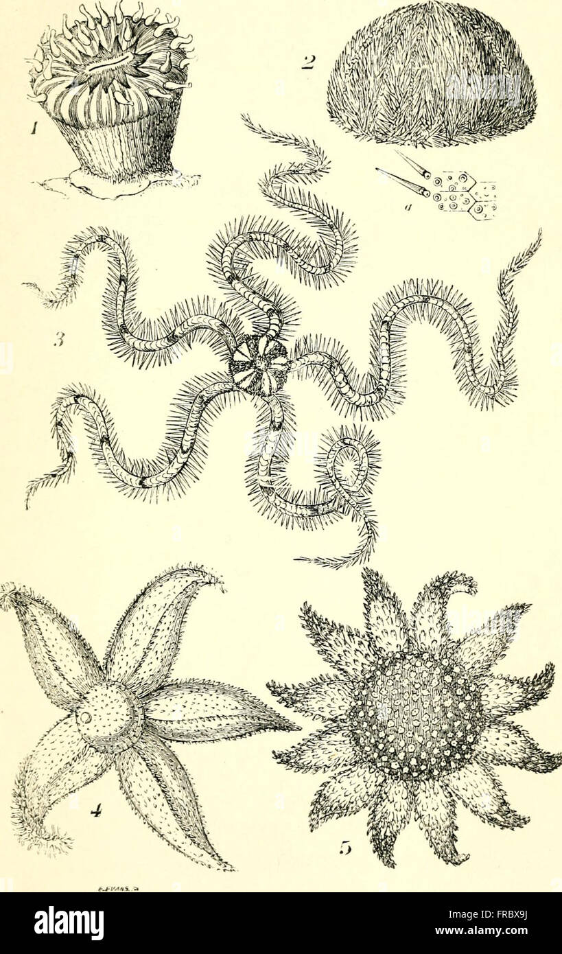 A 1860 work detailing common sea shore objects and offering advice on ...