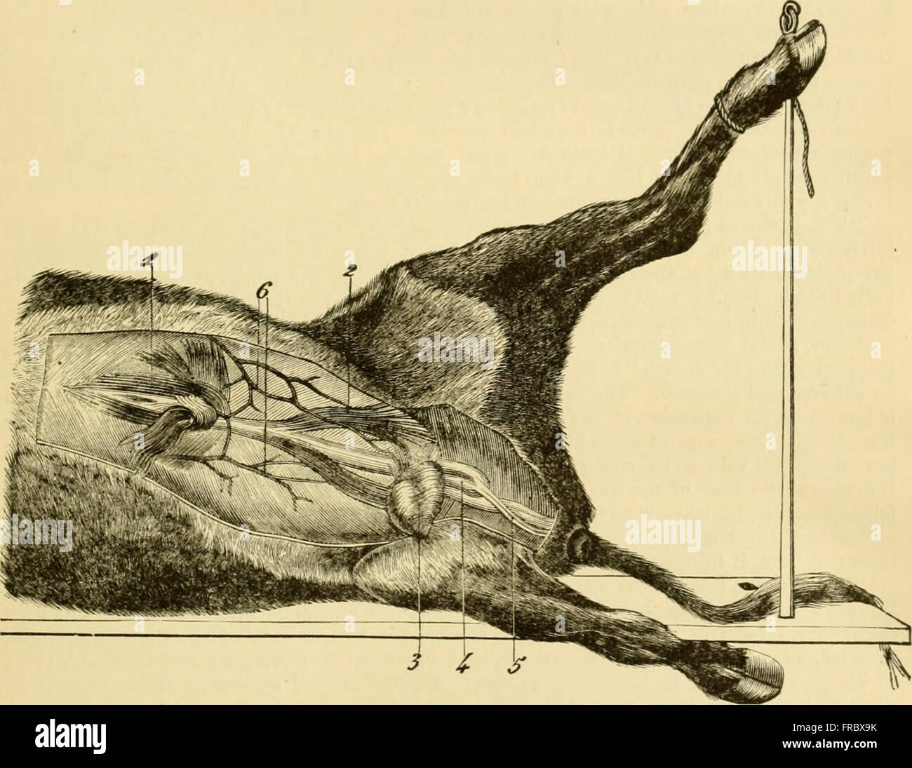 The Comparative Anatomy of the Domesticated Animals (1908) explores the ...