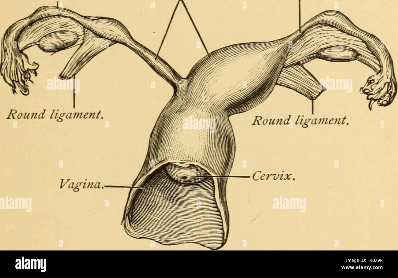'The Diseases of Women' (1897) is a comprehensive medical guide focused ...