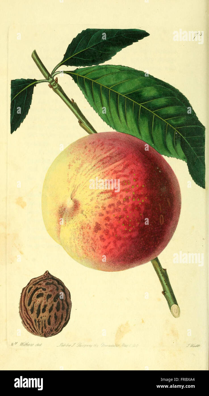 The Pomological Magazine features illustrations and discussions of ...