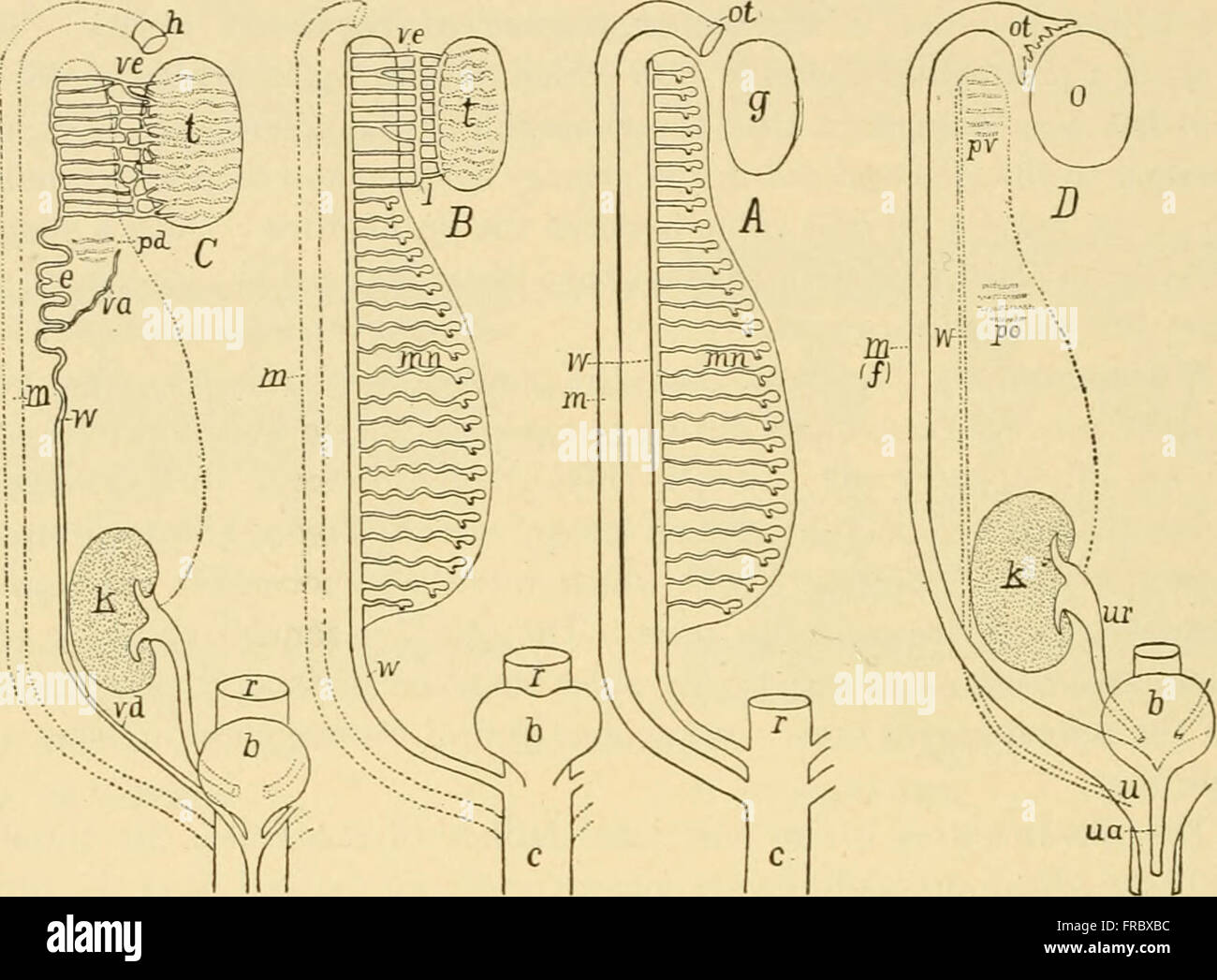 The 1936 edition of Comparative Anatomy examines the anatomical ...