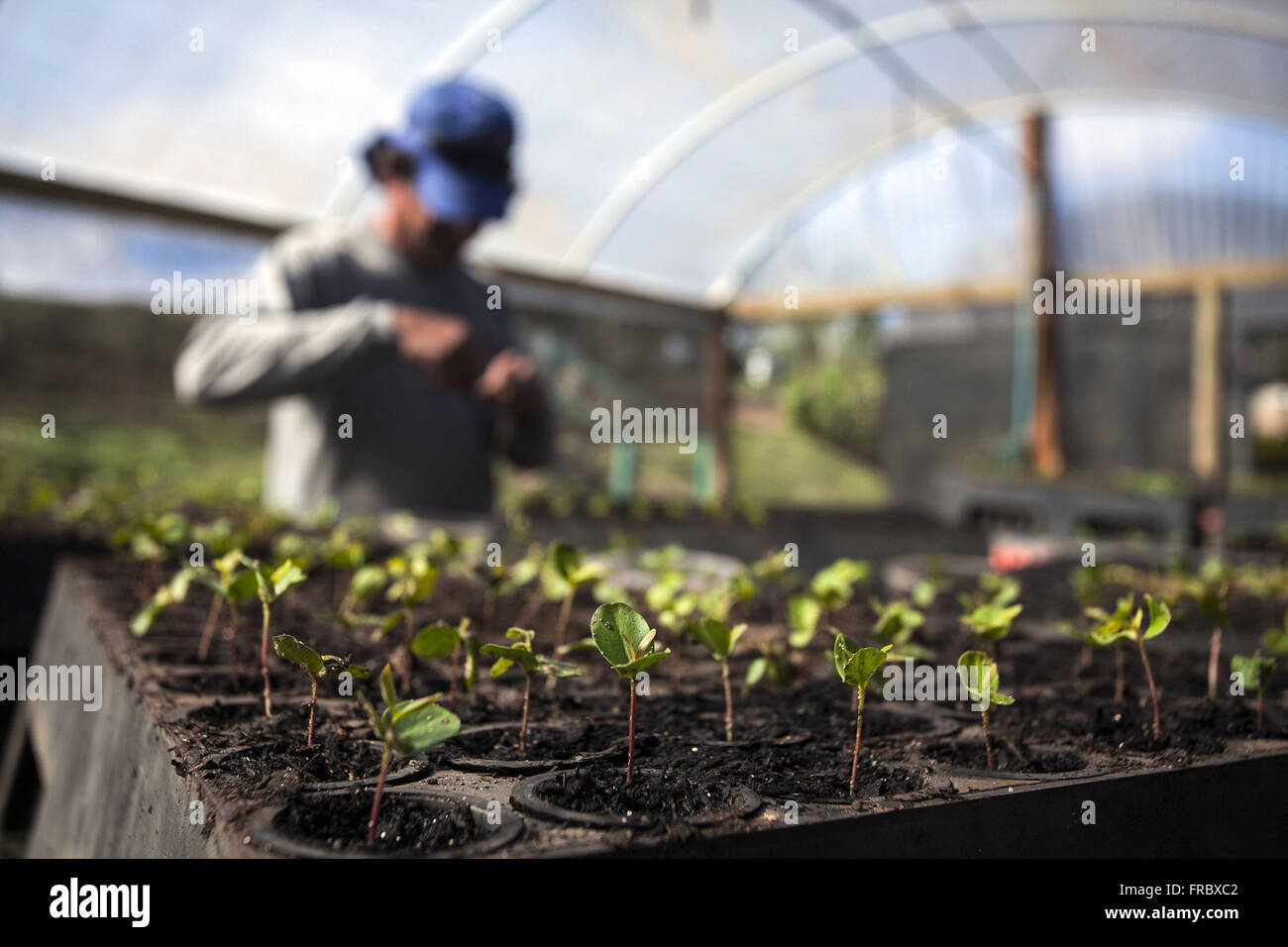 Plant nursery seedlings hi-res stock photography and images - Alamy