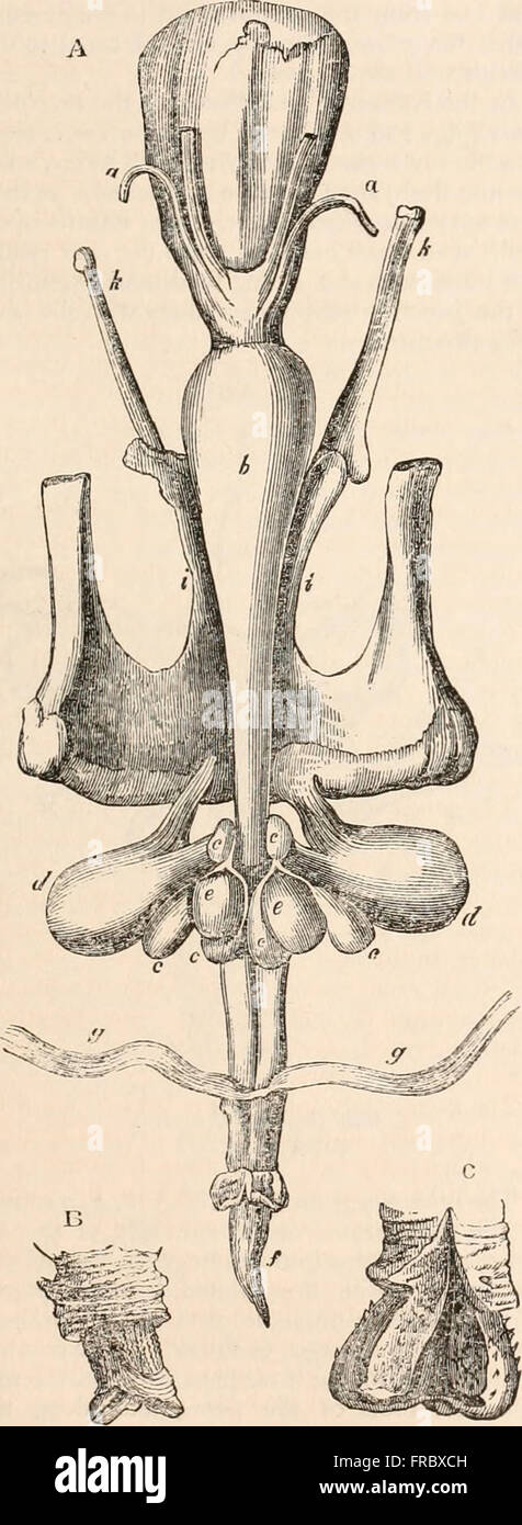 This 1847 cyclopedia provides an extensive reference on human anatomy ...