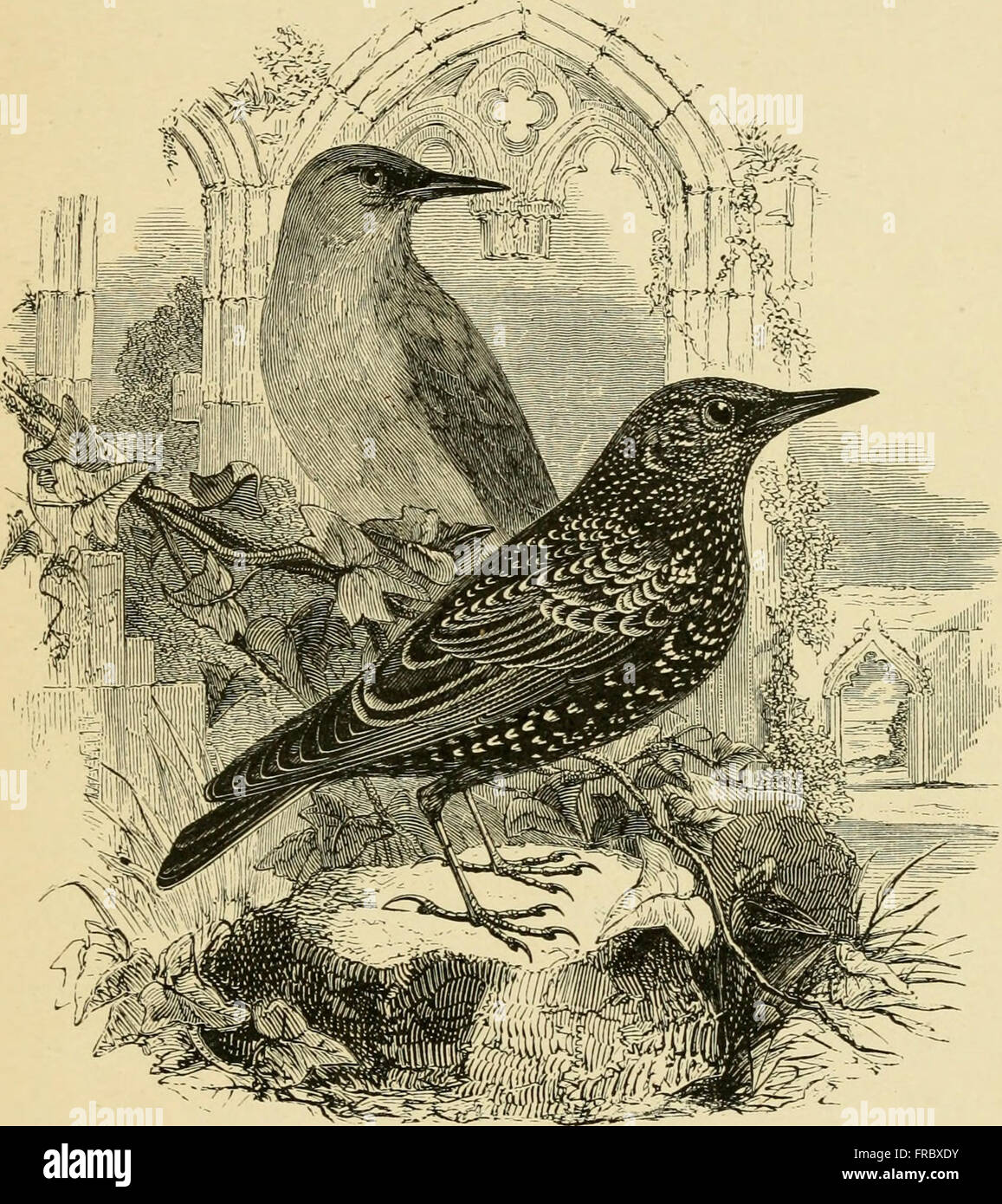 The birds of Shakespeare (1916 Stock Photo - Alamy