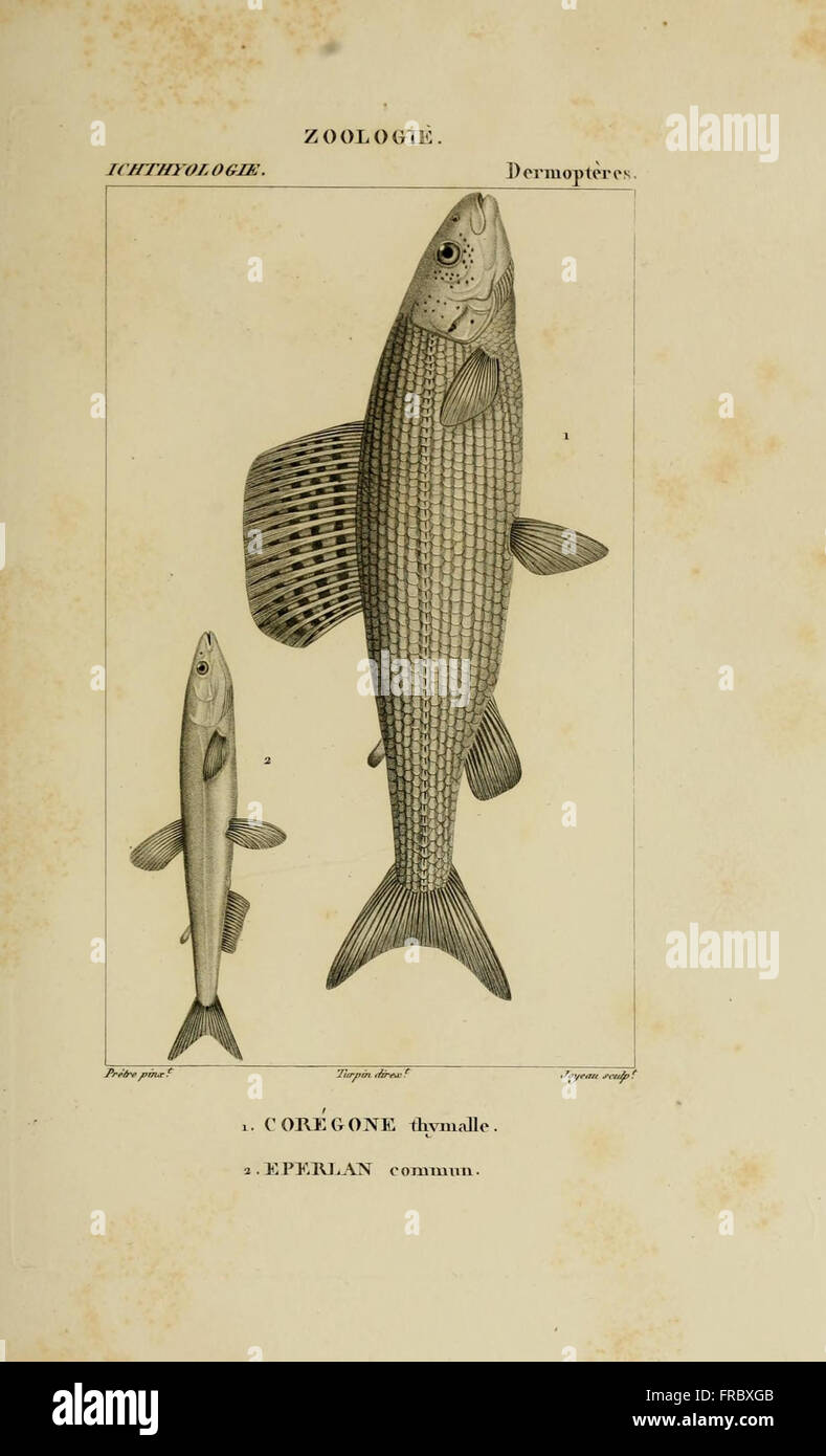 'Dictionnaire des Sciences Naturelles' (Ichthyology, Plate 20) is a ...